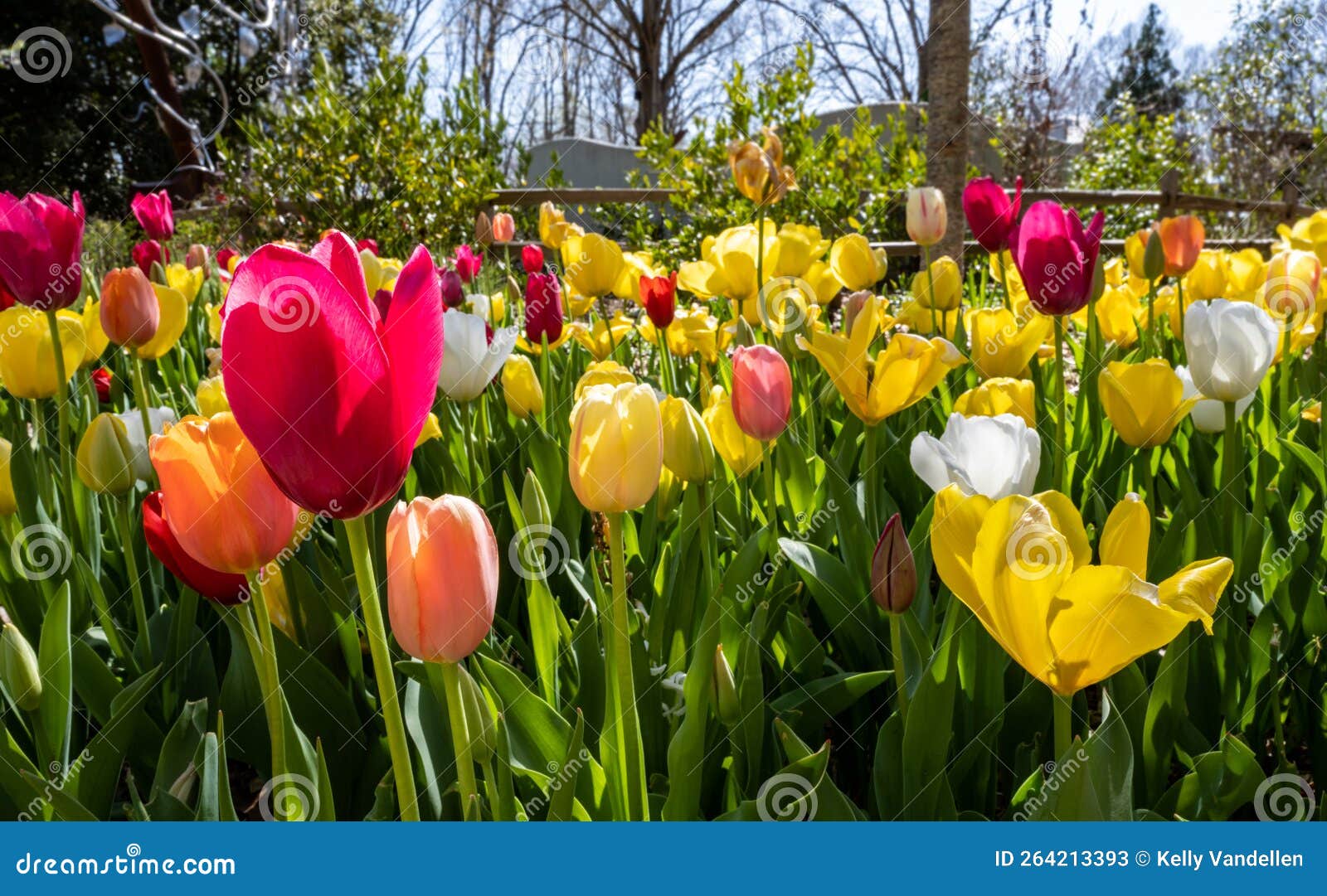 Garden Bed of Multi Colored Tulips Blooming in Spring Stock Image ...