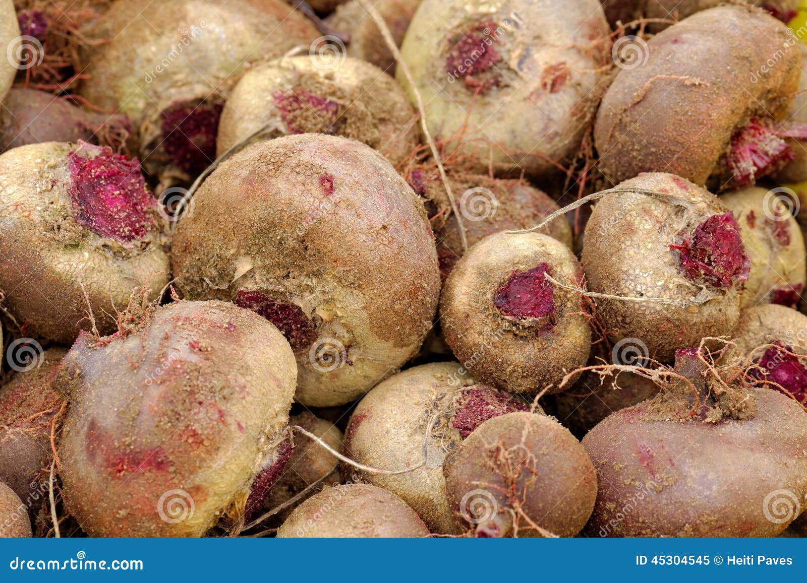 Garden beet stock image. Image of violet, taproot, green - 45304545