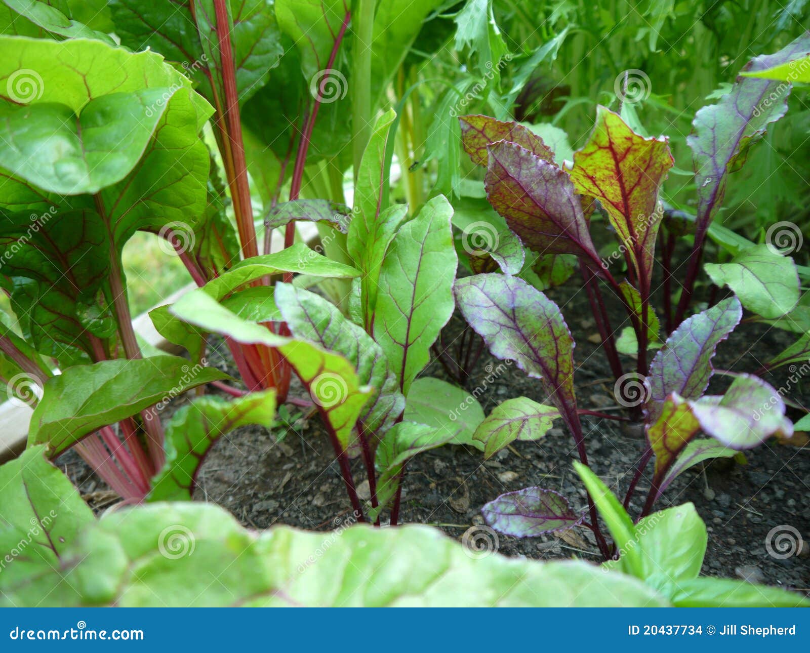 Vegetable Garden: Beet Plants Stock Photo - Image of growing, baby ...