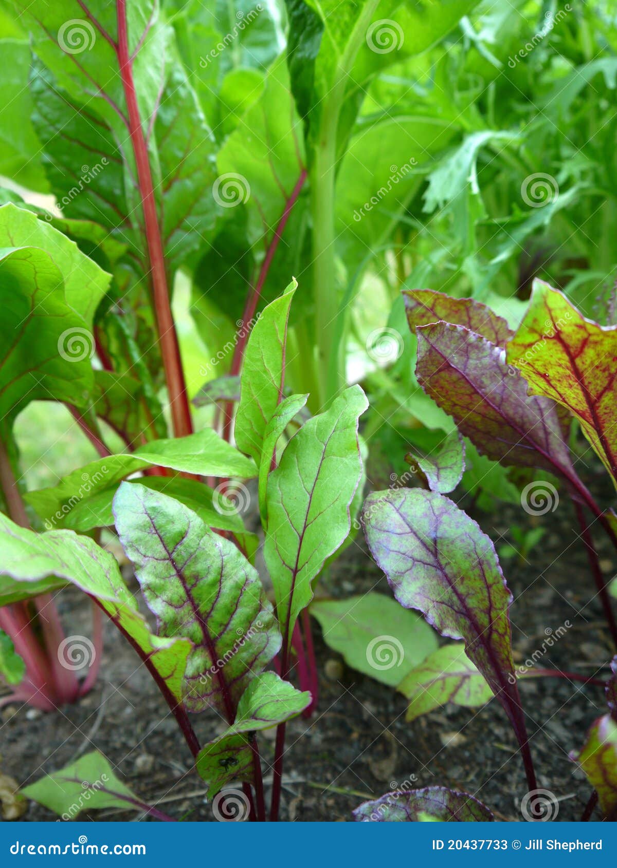 Vegetable Garden: Beet Plants V Stock Image - Image of green, baby ...