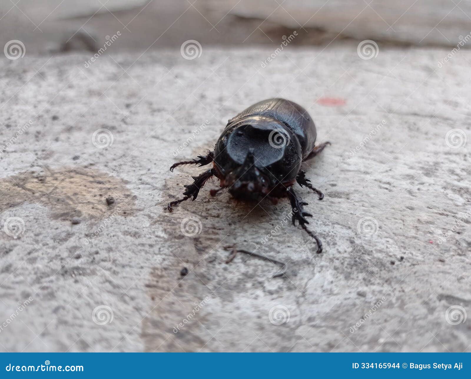 Garden Beetle, Horned and Has 6 Spiny Legs. Stock Photo - Image of ...