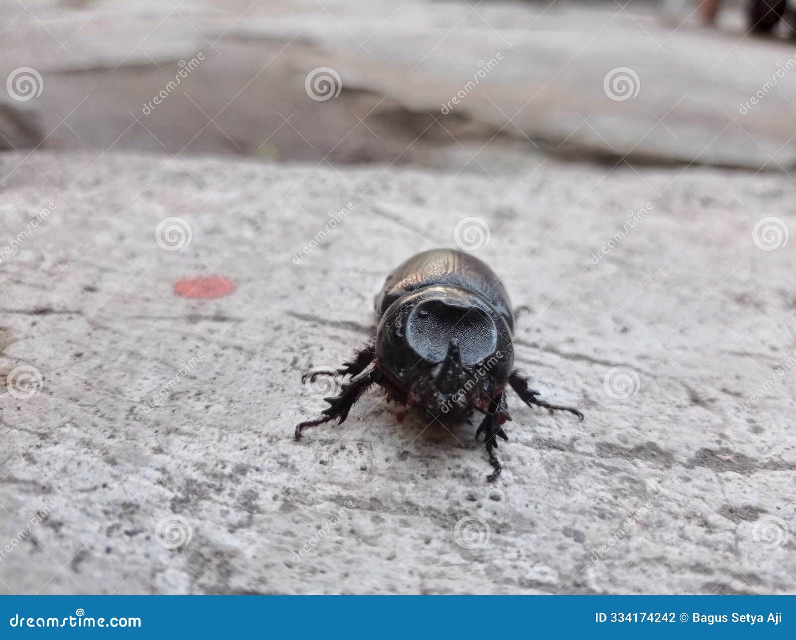 Garden Beetle, Horned and Has 6 Spiny Legs. Stock Photo - Image of ...