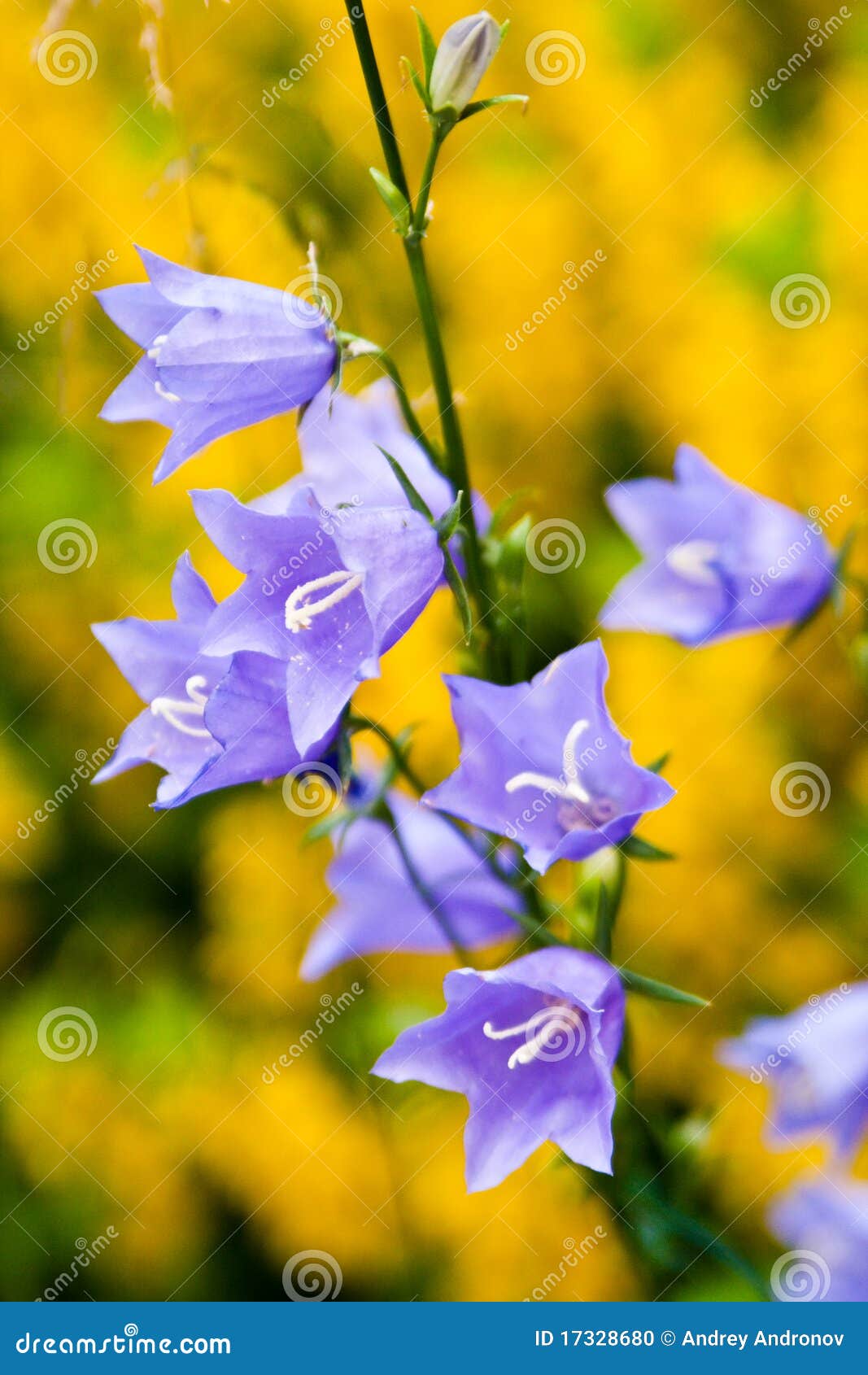 Garden Bells stock photo. Image of gift, green, nature - 17328680