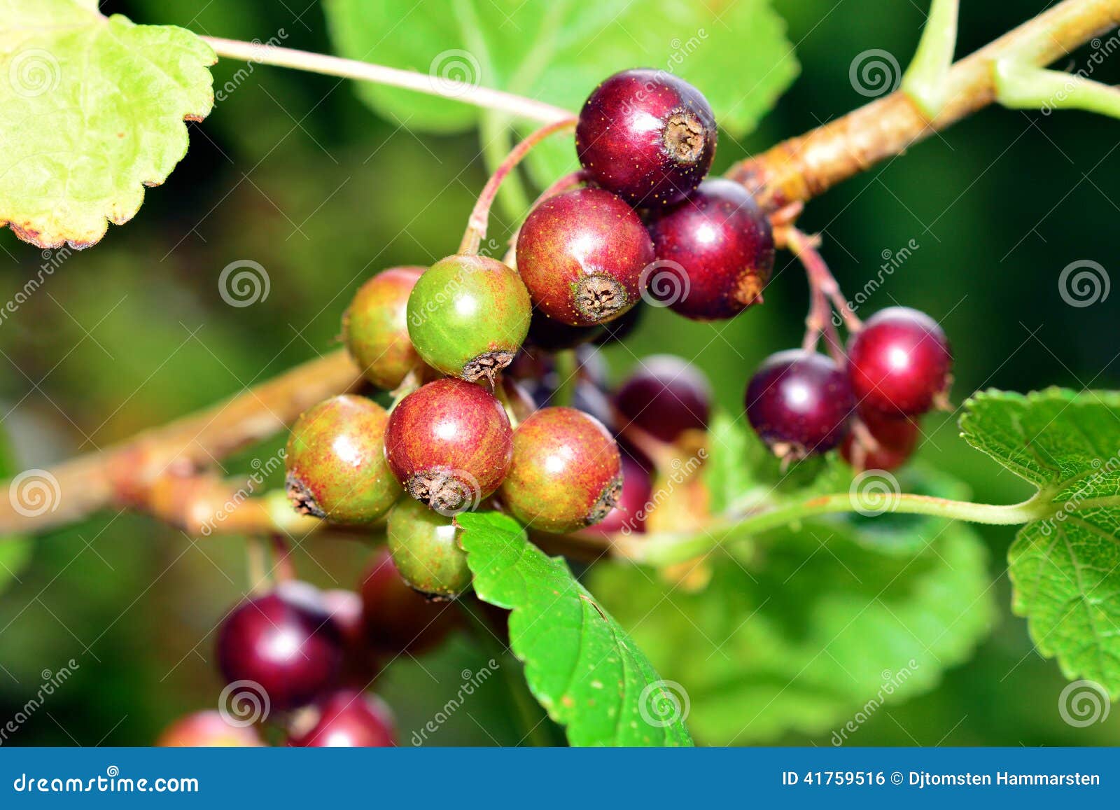 Garden berries on branch stock photo. Image of rose, branch - 41759516