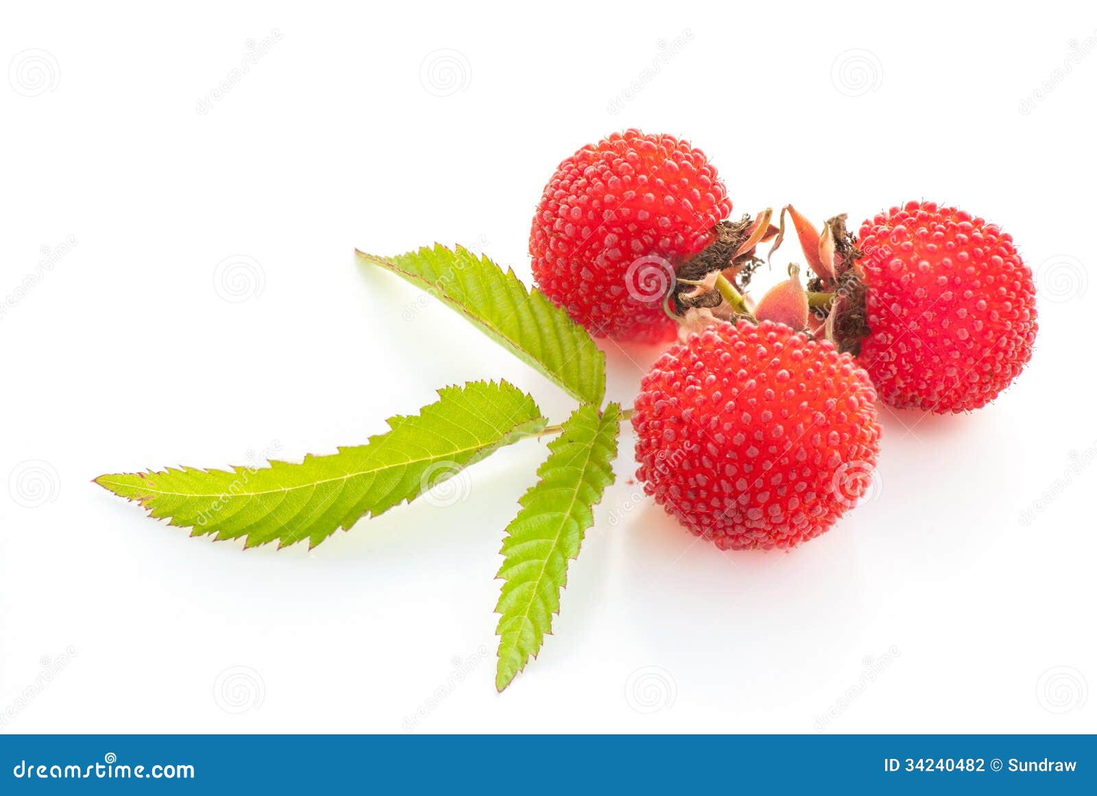 Garden Berry Hybrid of Blackberry and Raspberry Stock Photo - Image of ...