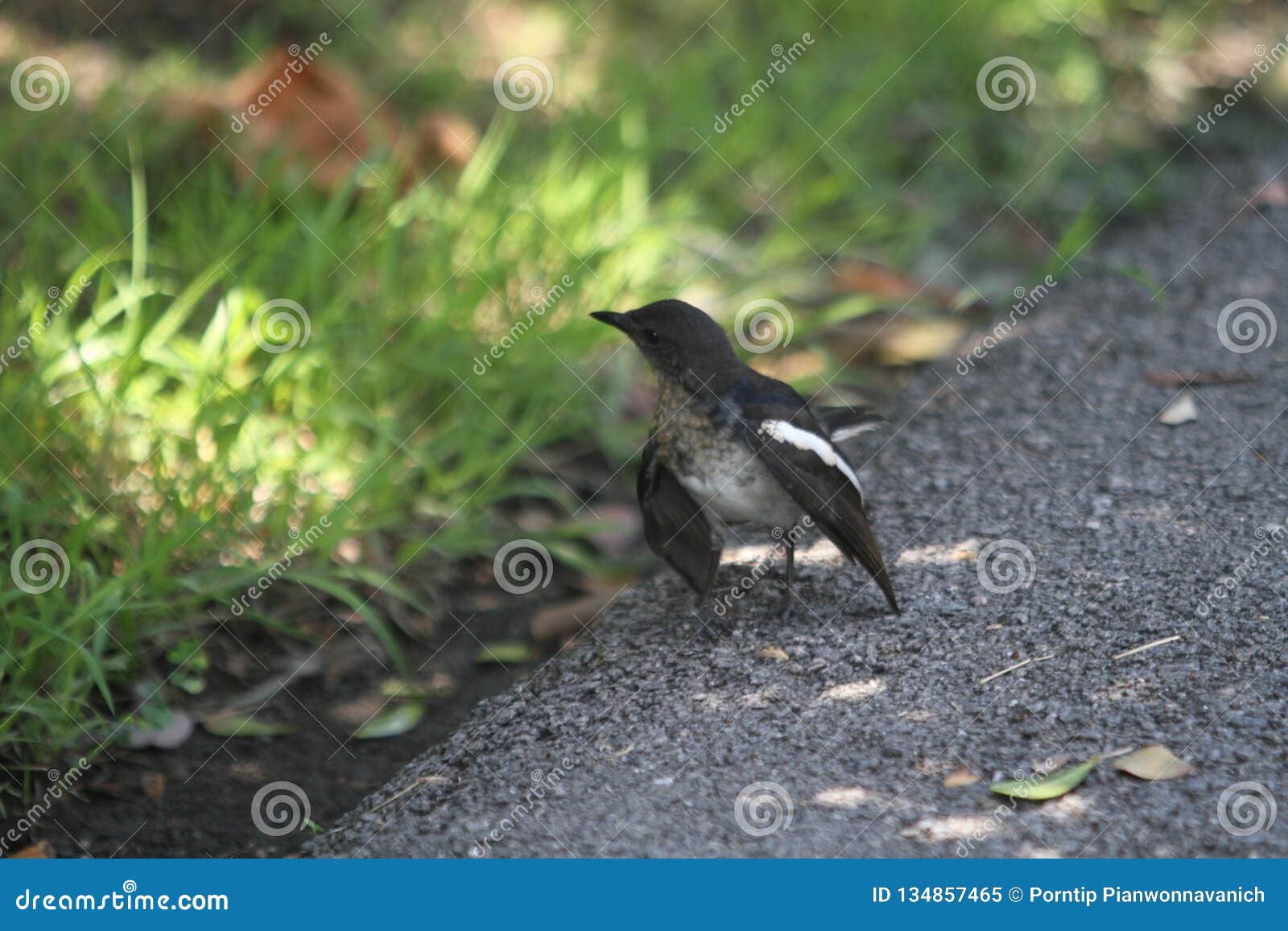 In garden stock image. Image of bird, chilling, walk - 134857465