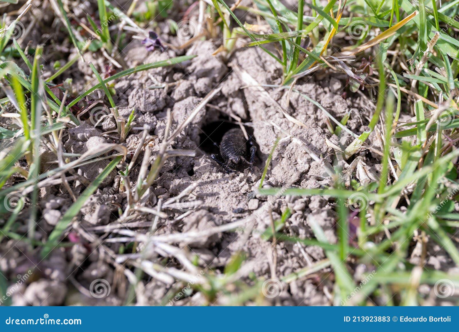 Garden Black Mole Cricket in the Garden Stock Image - Image of macro ...