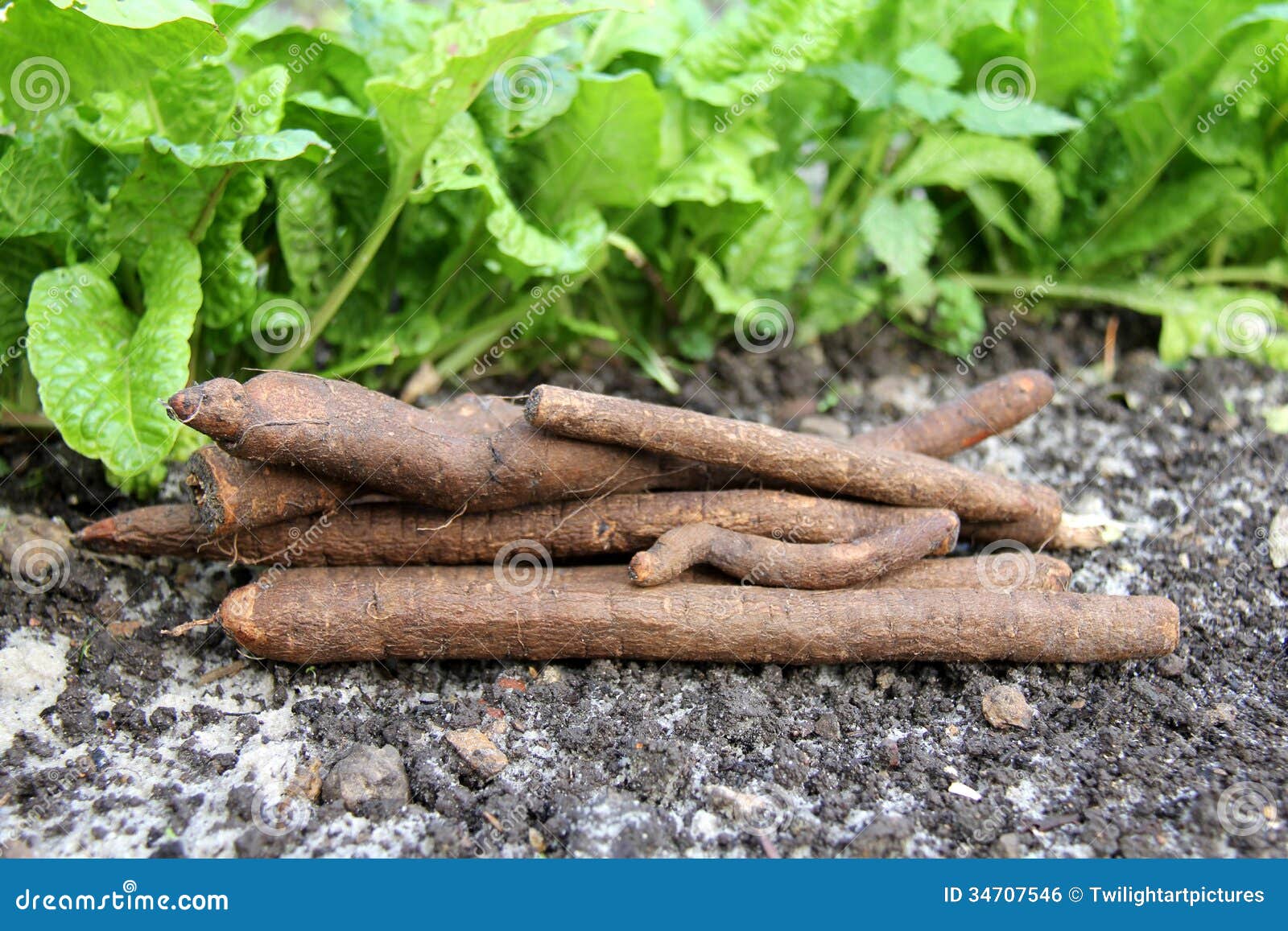 Garden-black root stock photo. Image of roots, gardenblack - 34707546