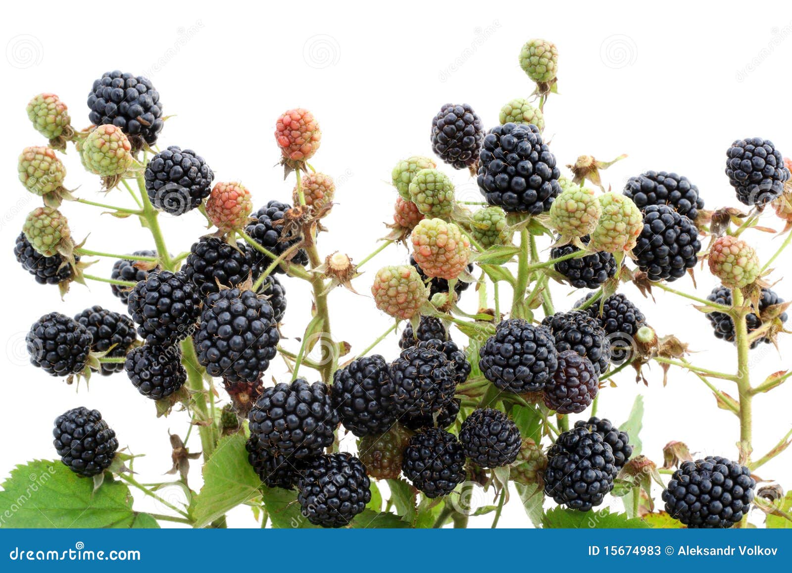Garden Blackberry on Branches Stock Image - Image of group, close: 15674983