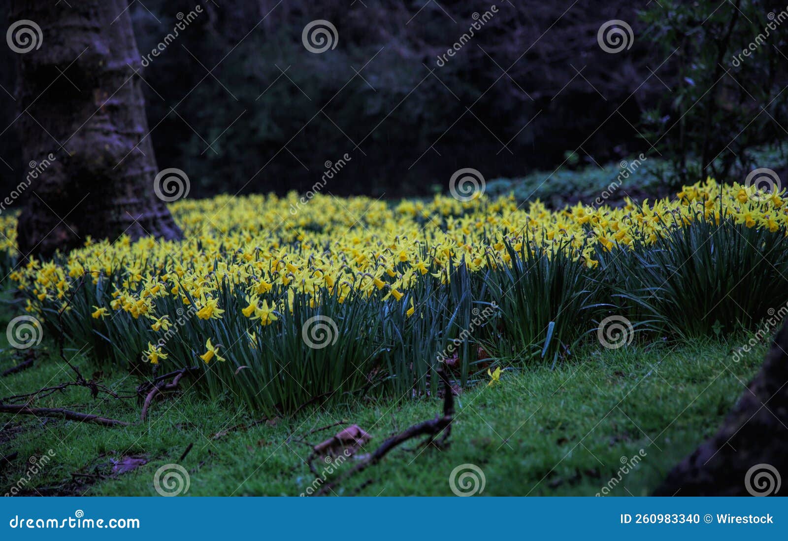 Garden of Bloomed Daffodils Bloomed in a Garden Surrounded by Grass and ...