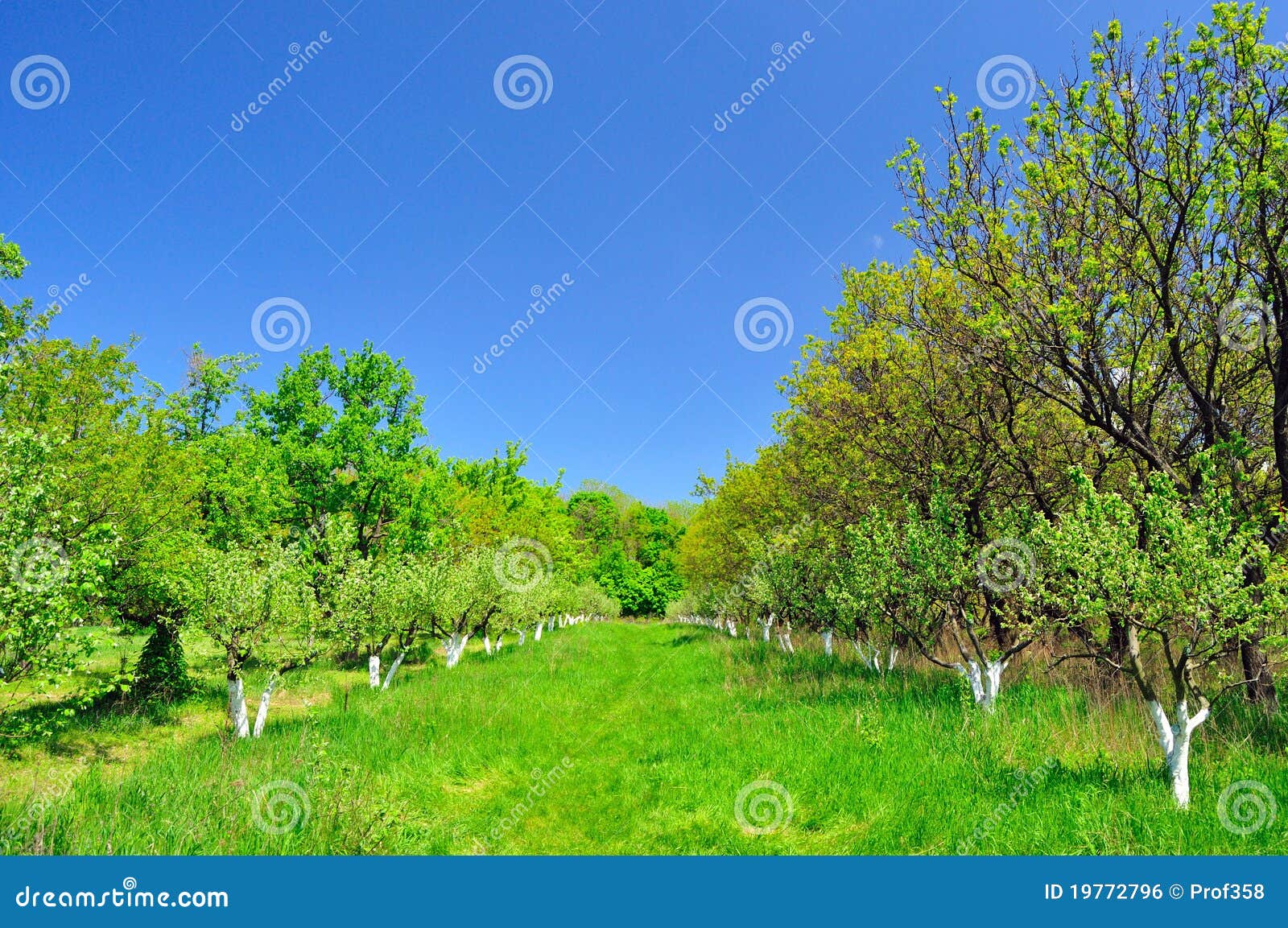 Garden on a Bright Summer Day Stock Photo - Image of outdoors, blue ...