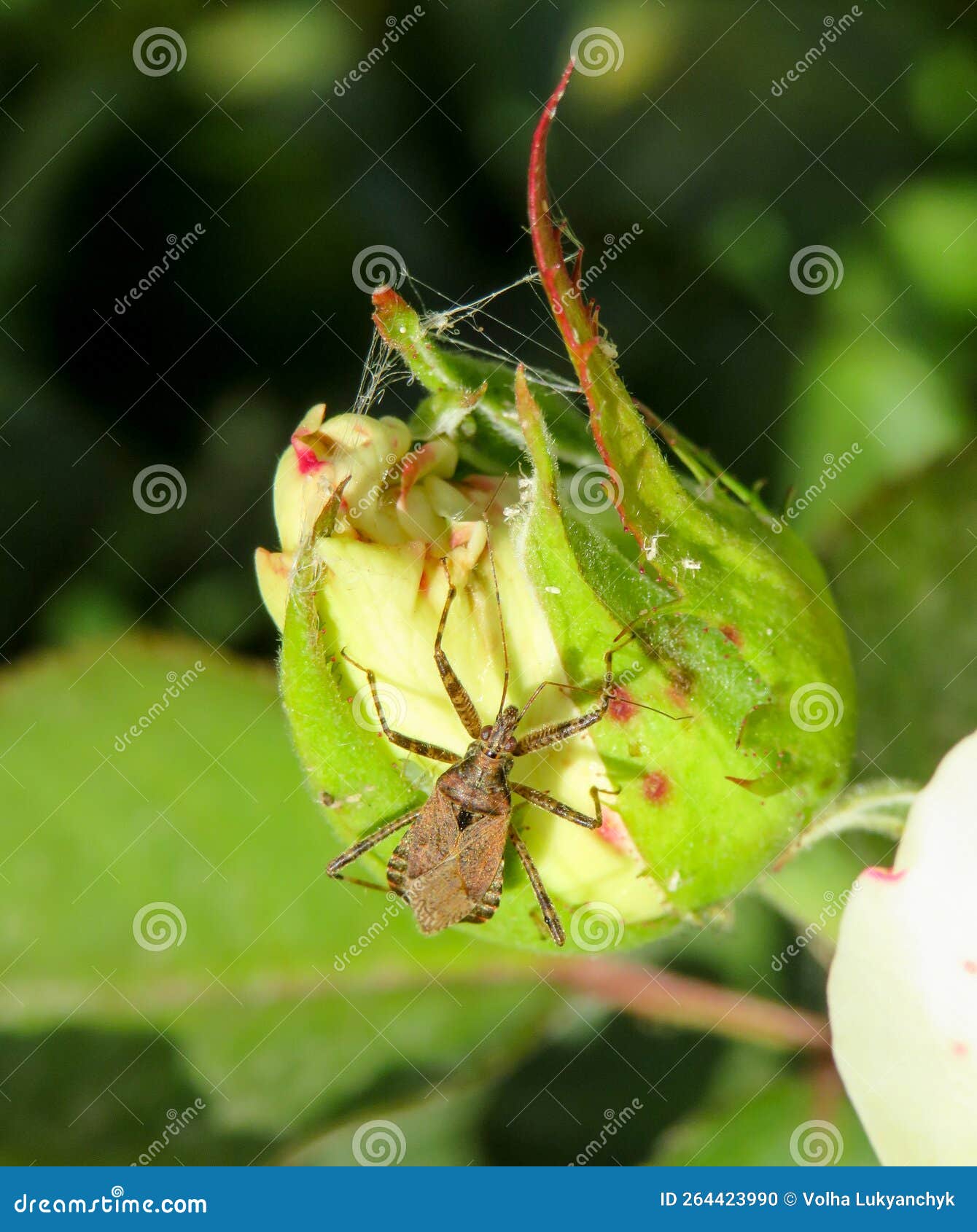 Garden bug on a rose bud stock photo. Image of blooming - 264423990