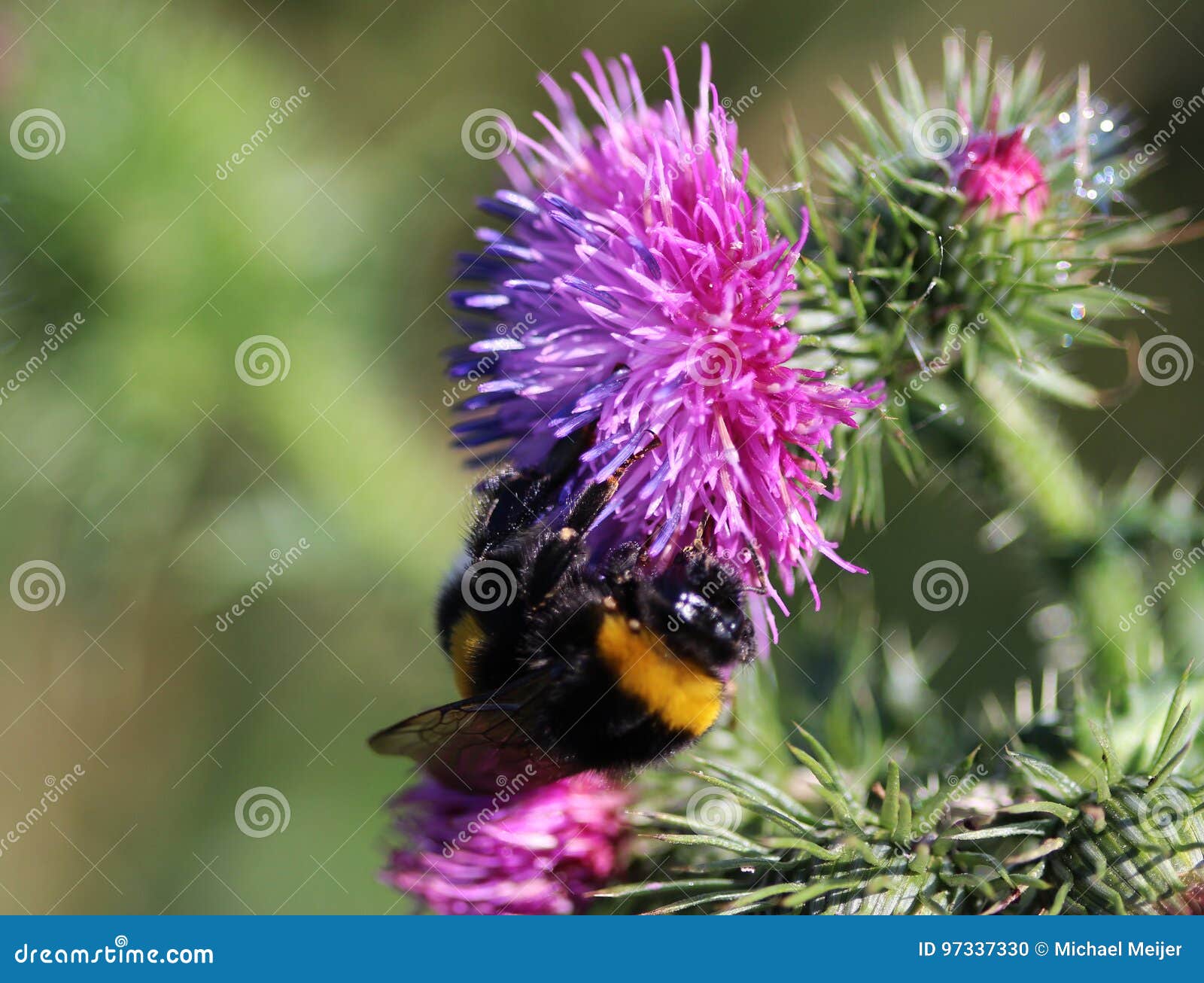 Garden bumblebee stock photo. Image of green, animals - 97337330