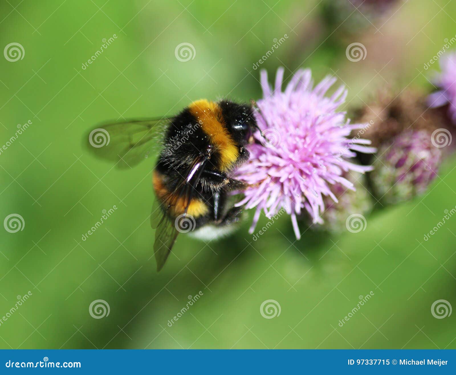 Garden bumblebee stock image. Image of bumblebee, close - 97337715