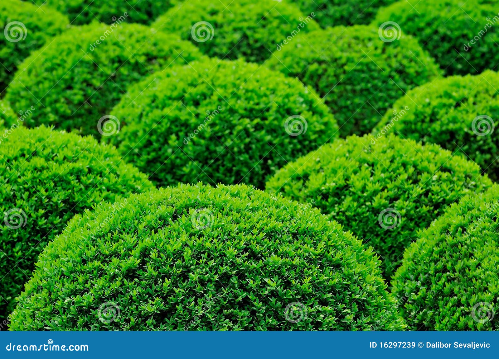 Garden bush stock image. Image of ball, design, foliage - 16297239
