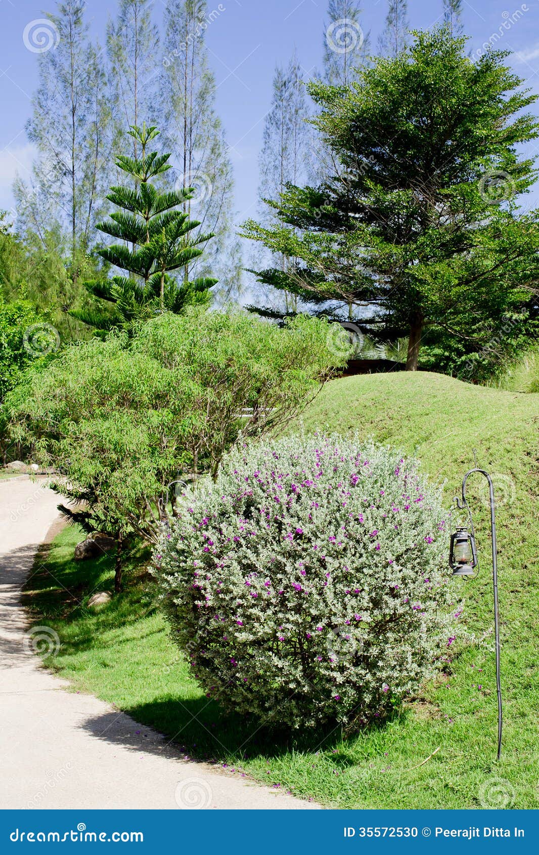 Garden Bush Art Decorative Fresh Stock Photo - Image of decor, circle ...