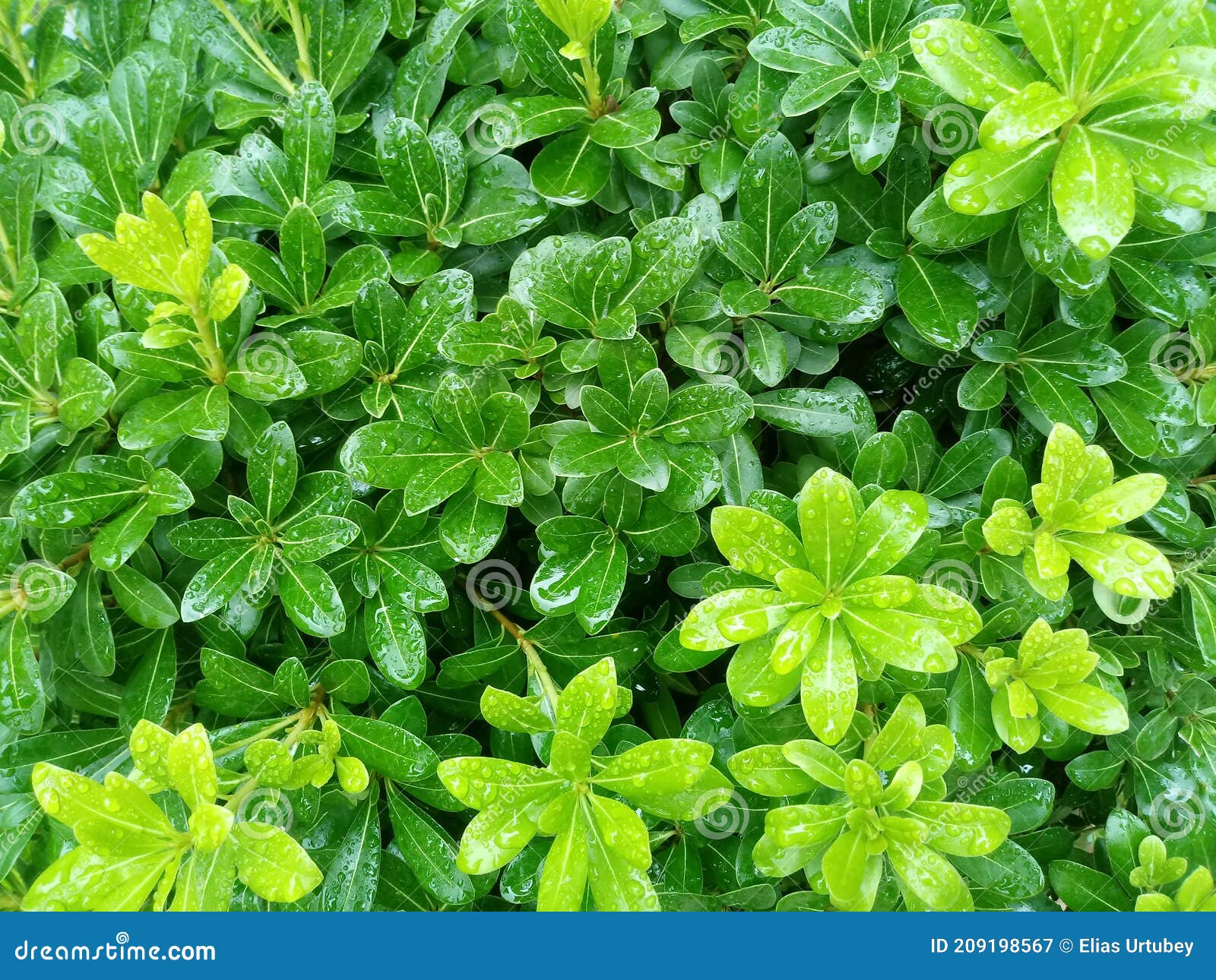 Garden Bush in Summer Rainy Day Stock Image - Image of rainy, bush ...