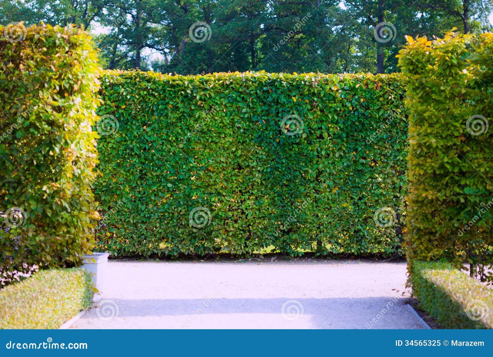 Garden bushes stock image. Image of foliage, front, autumn - 34565325