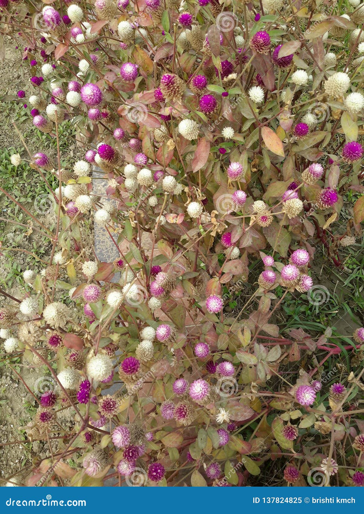 Button flowers stock image. Image of flowers, daytime - 137824825