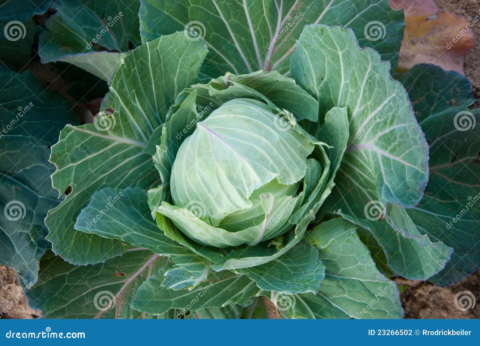 Garden Cabbage stock photo. Image of gaza, palestinian - 23266502