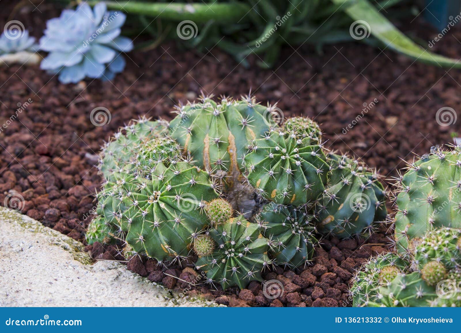 Garden of Cacti and Succulents. Various Cacti Planted in the Garden in ...