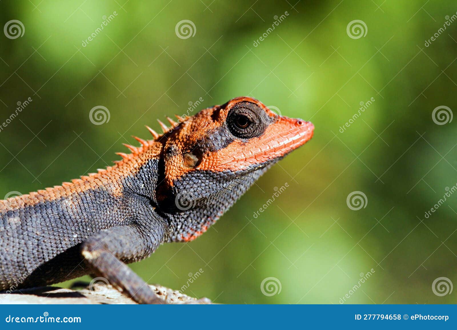 Garden Calotes in Breeding Color, Goa, Stock Photo - Image of ...