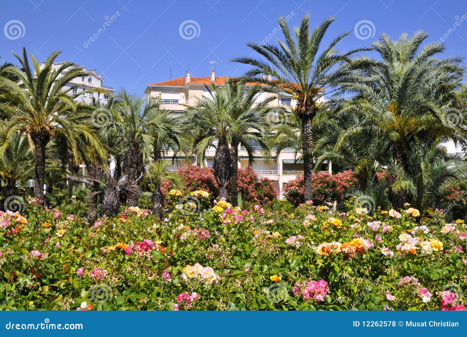 Garden at Cannes in France stock photo. Image of lawn - 12262578