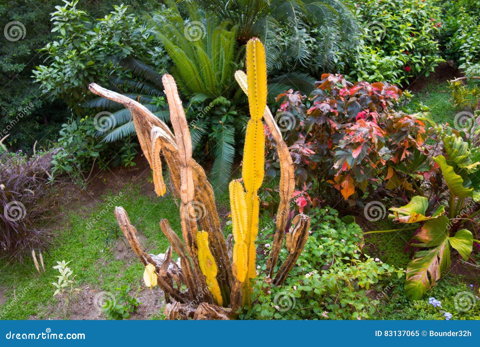 A garden in the caribbean stock image. Image of beautiful - 83137065