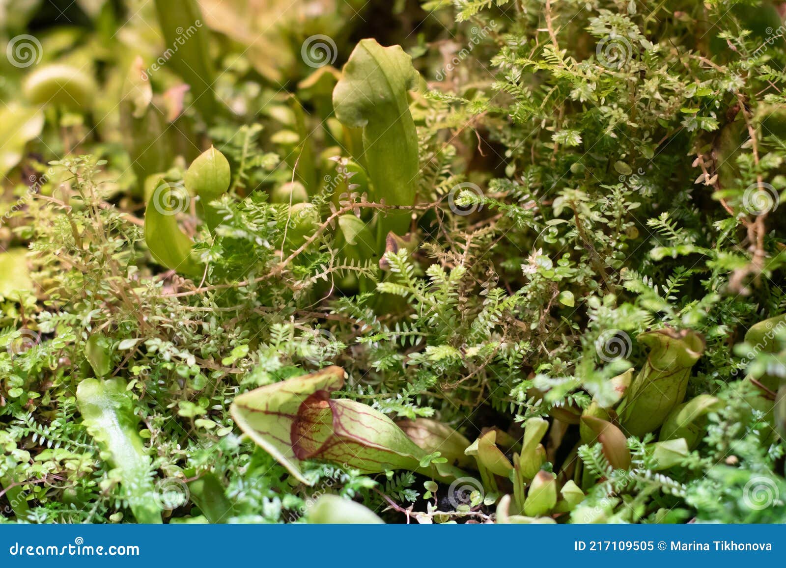 Garden of Carnivorous Plants. Ecosystem. Stock Image - Image of organic ...