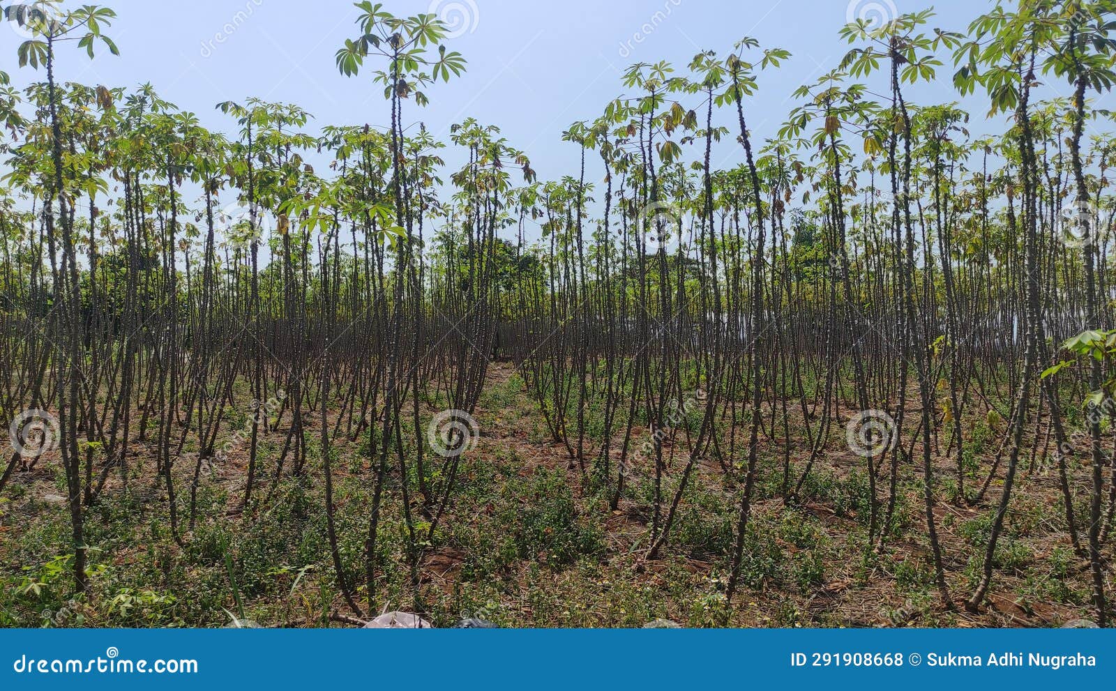 Garden of cassava trees stock photo. Image of tall, food - 291908668