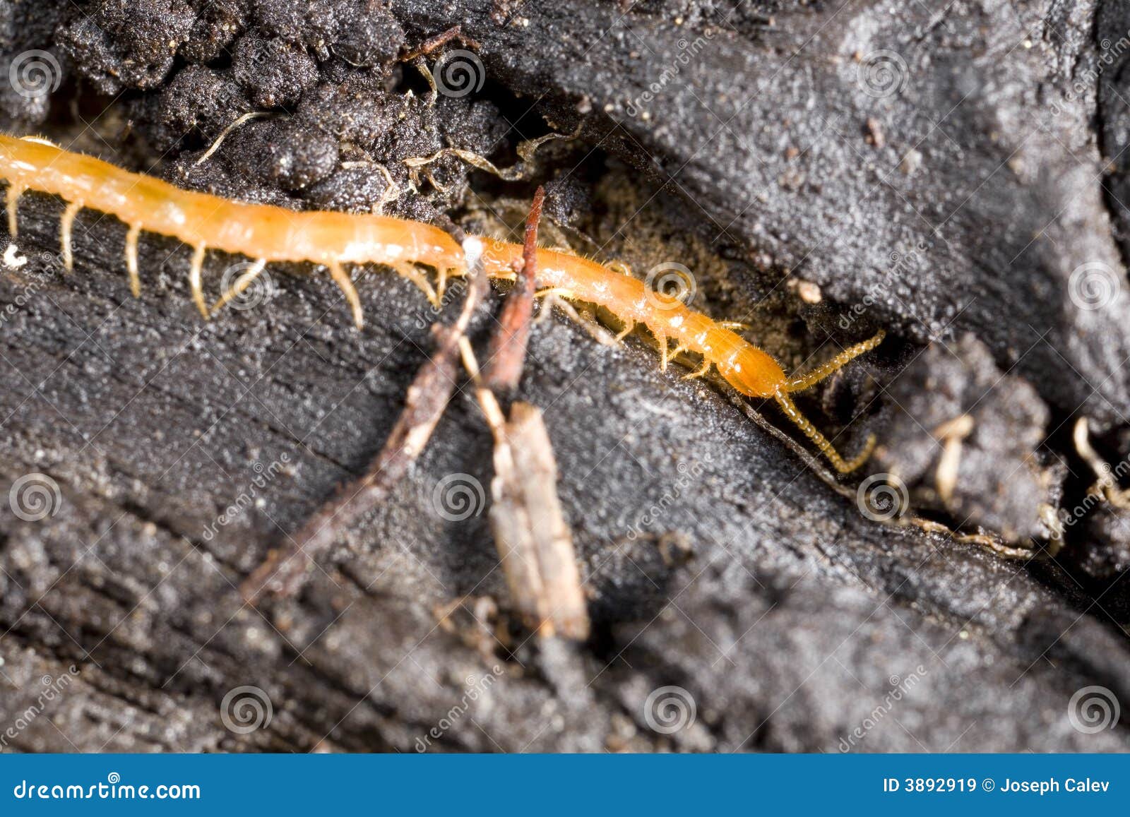 Garden centipede stock image. Image of crawl, narrow, claw - 3892919