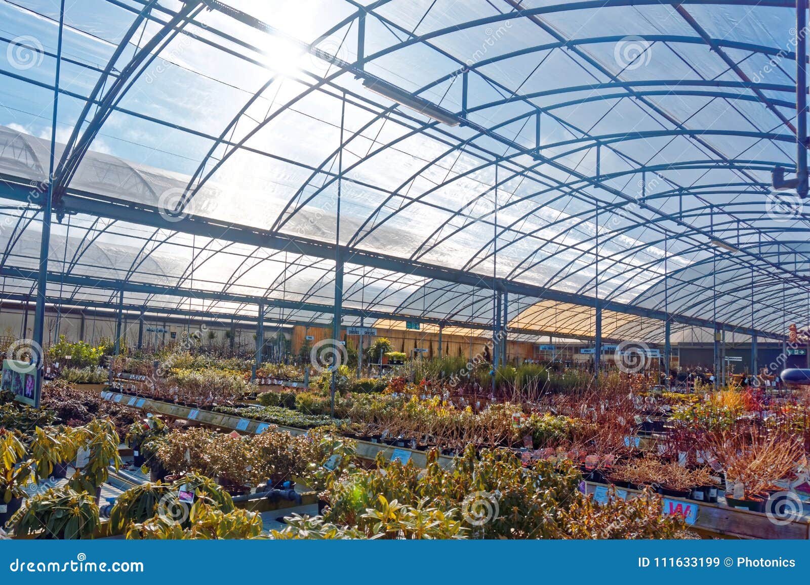 A Garden Centre Display of Spring Shrubs. Editorial Stock Image - Image ...