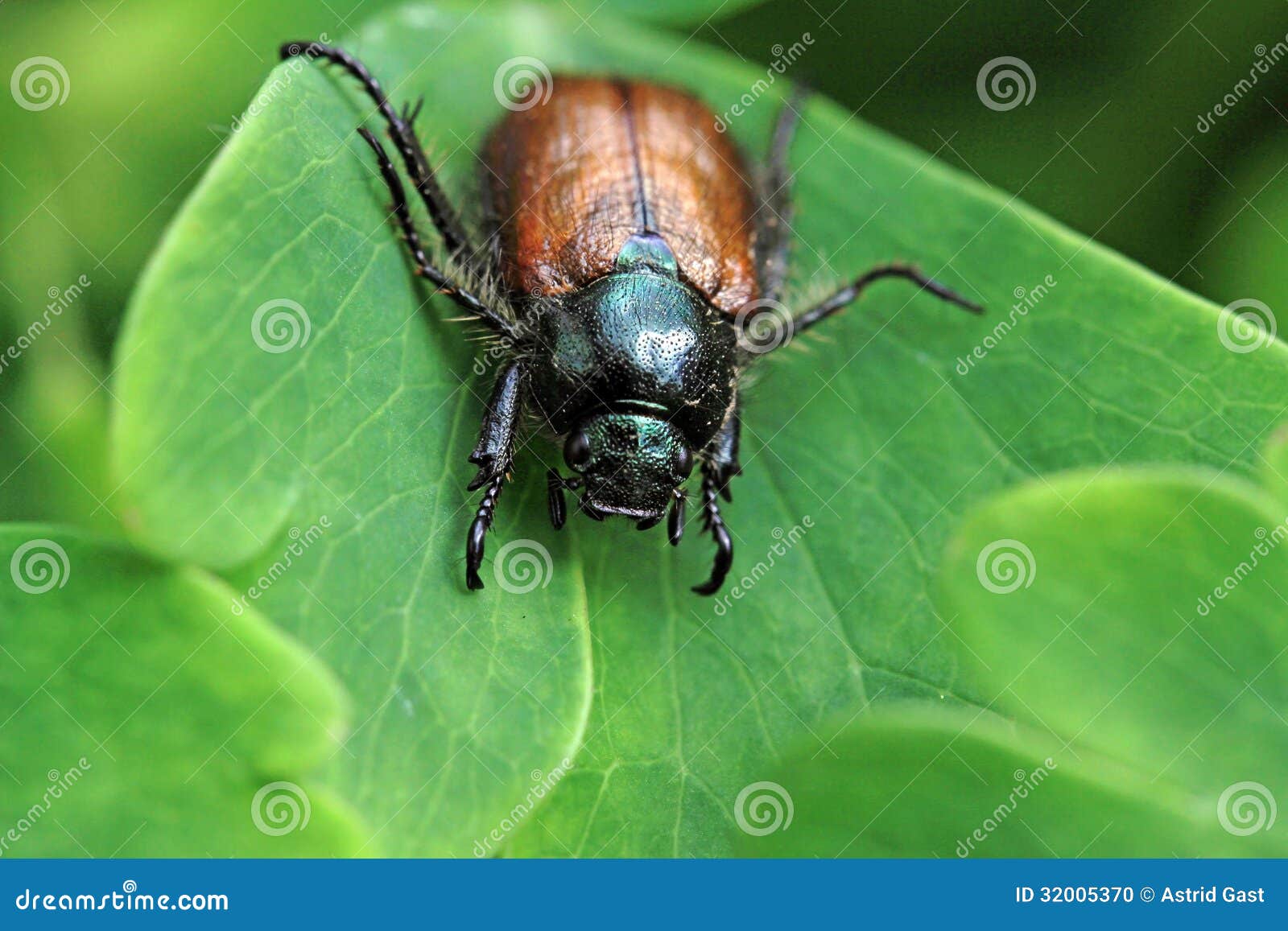 The garden chafer beetle stock photo. Image of dating - 32005370