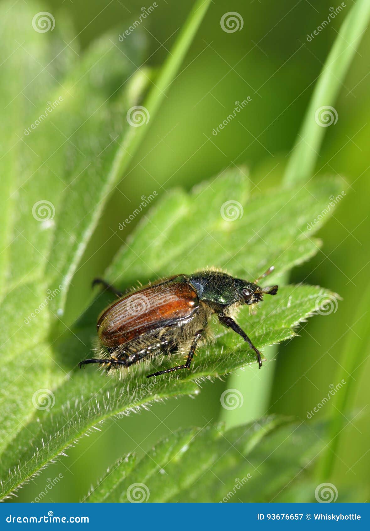 Garden Chafer Beetle stock image. Image of england, beetle - 93676657