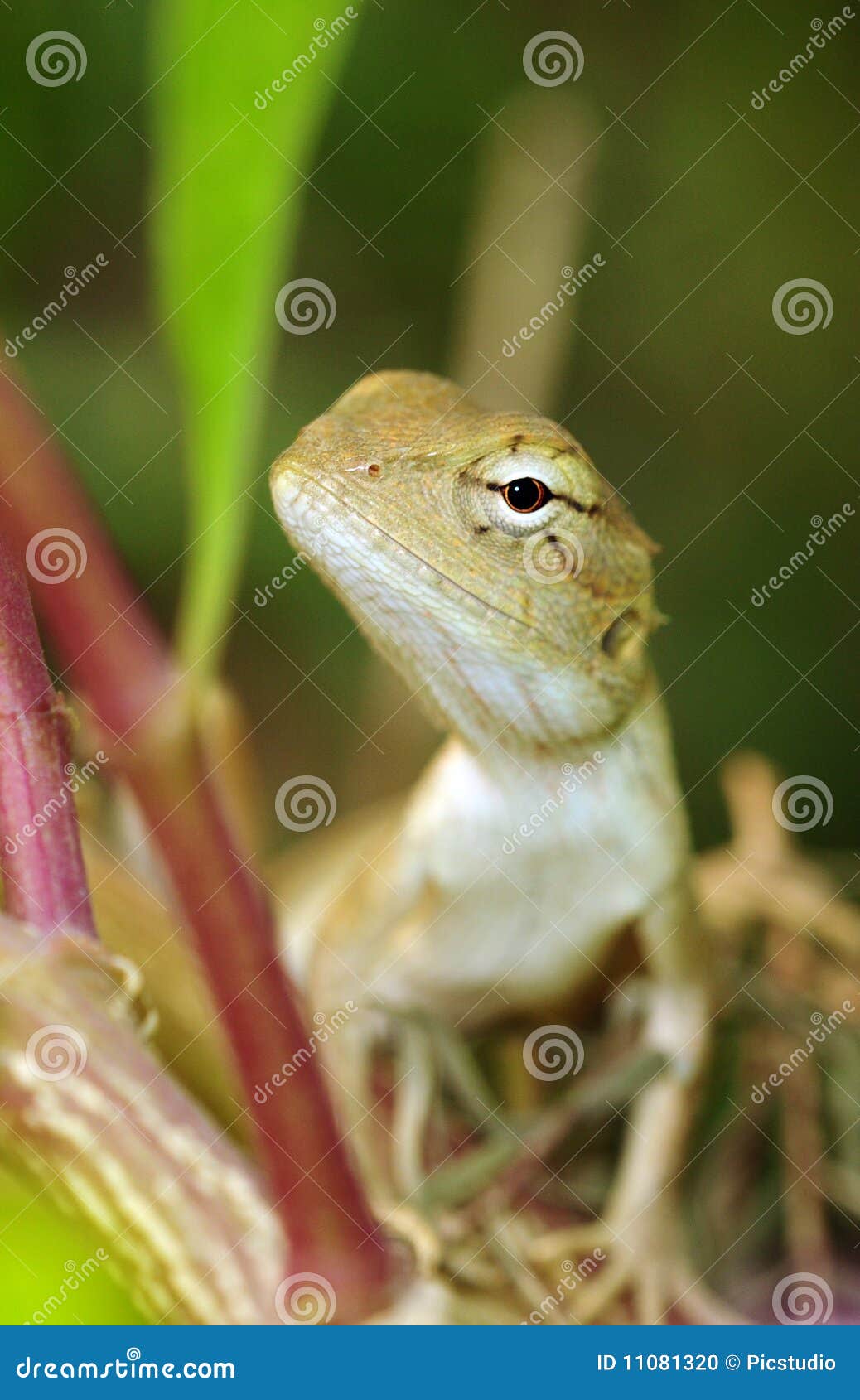 Garden chameleon face stock photo. Image of chameleon - 11081320