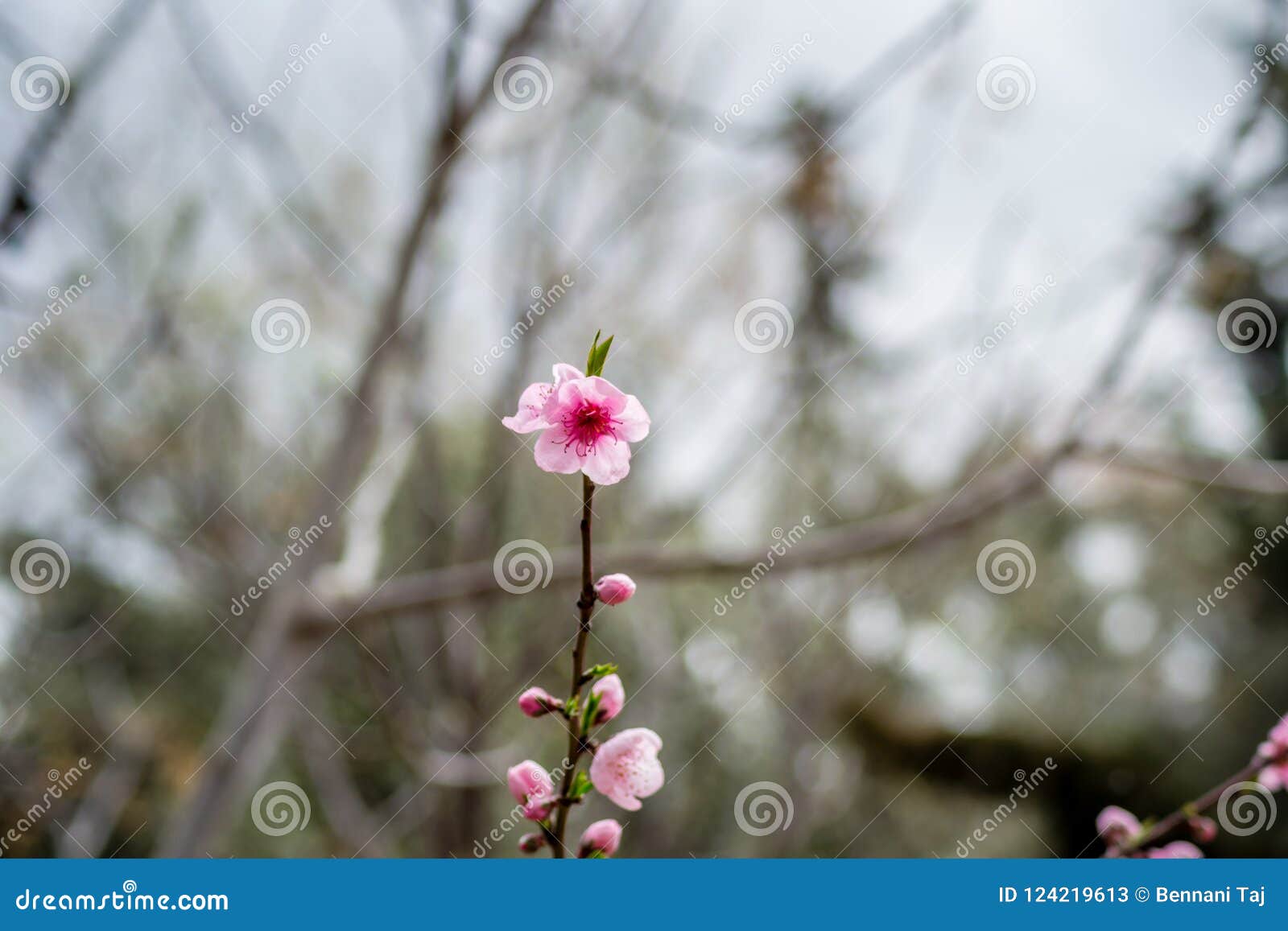 Cherry blossom in Morocco stock image. Image of golden - 124219613