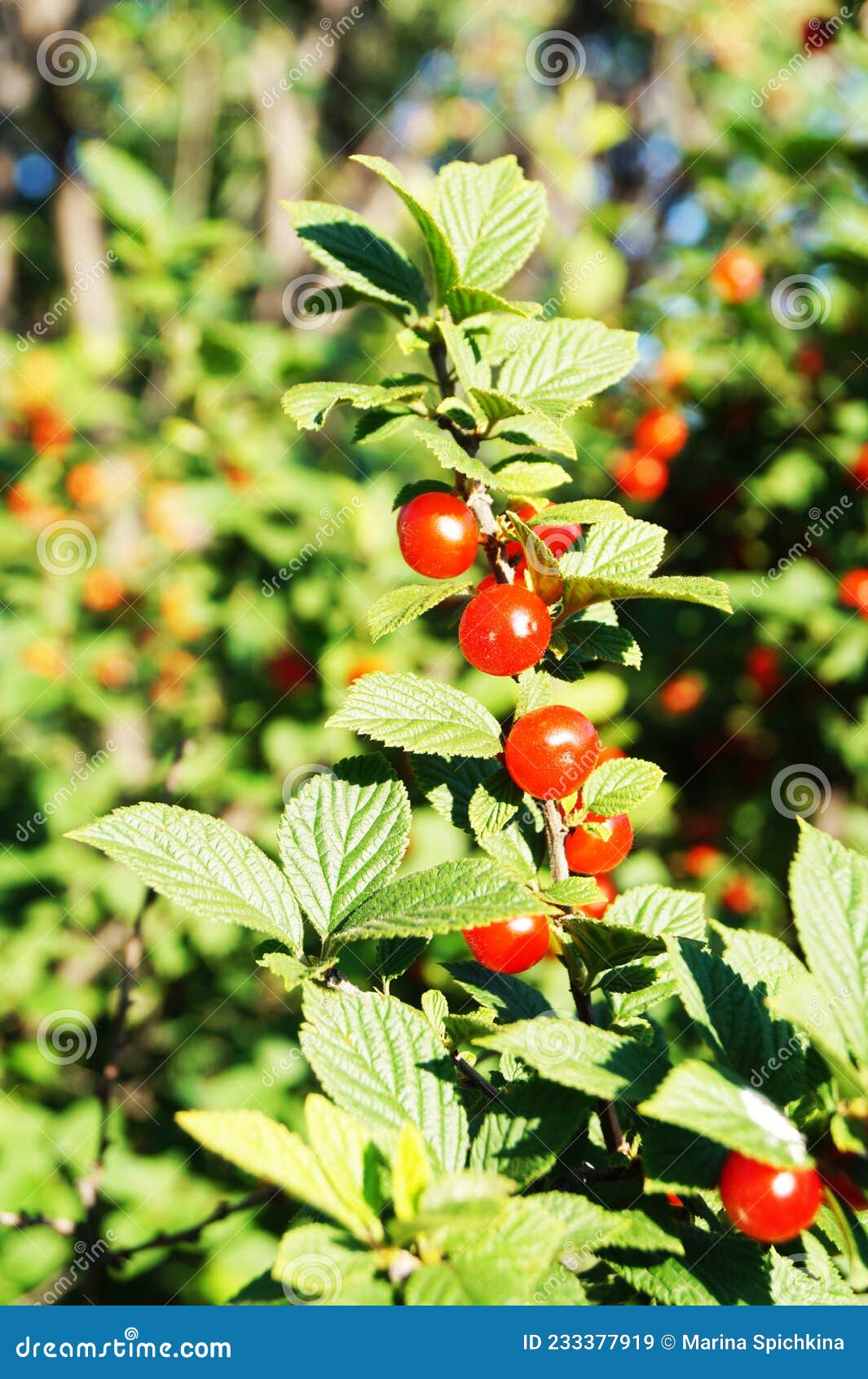 A Garden Cherry is Ripening on a Cherry Tree Stock Image - Image of ...