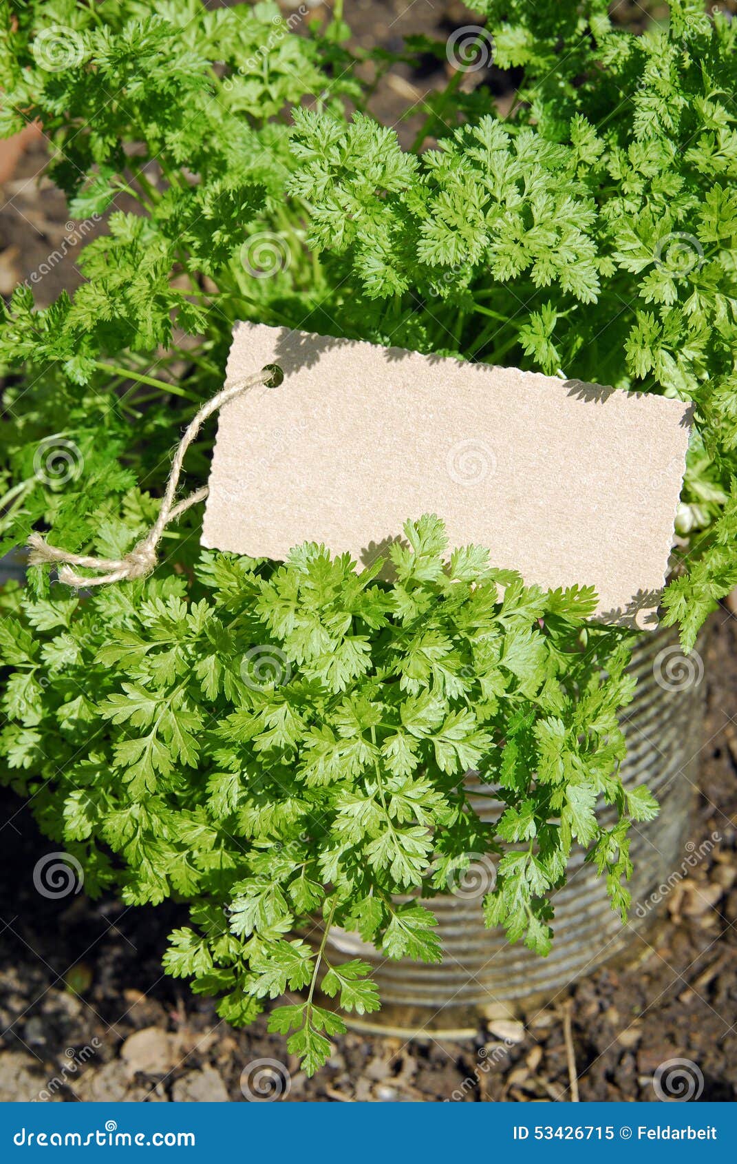 Garden chervil stock image. Image of spice, sign, healthy - 53426715