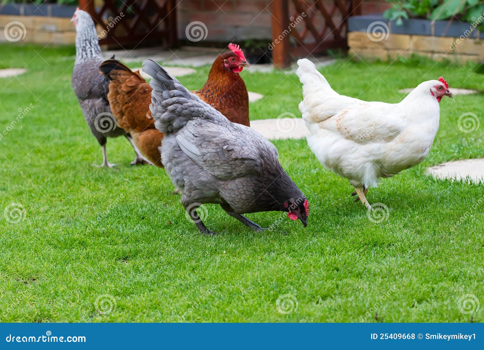 Garden chicken stock photo. Image of fowl, layer, rural - 25409668