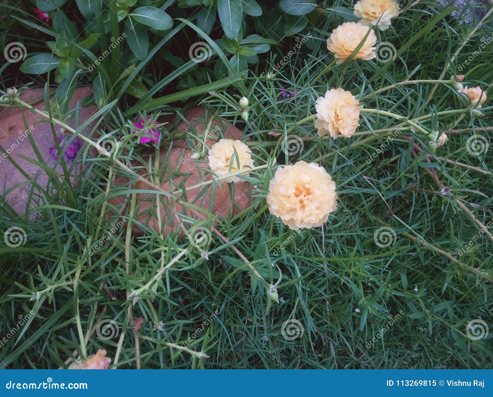 10 mani poovu stock image. Image of poovu, mani, bunch - 113269815