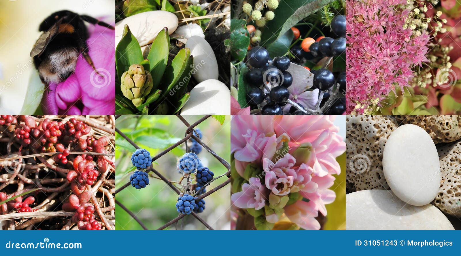 Garden collage stock image. Image of outside, mauve, nature - 31051243