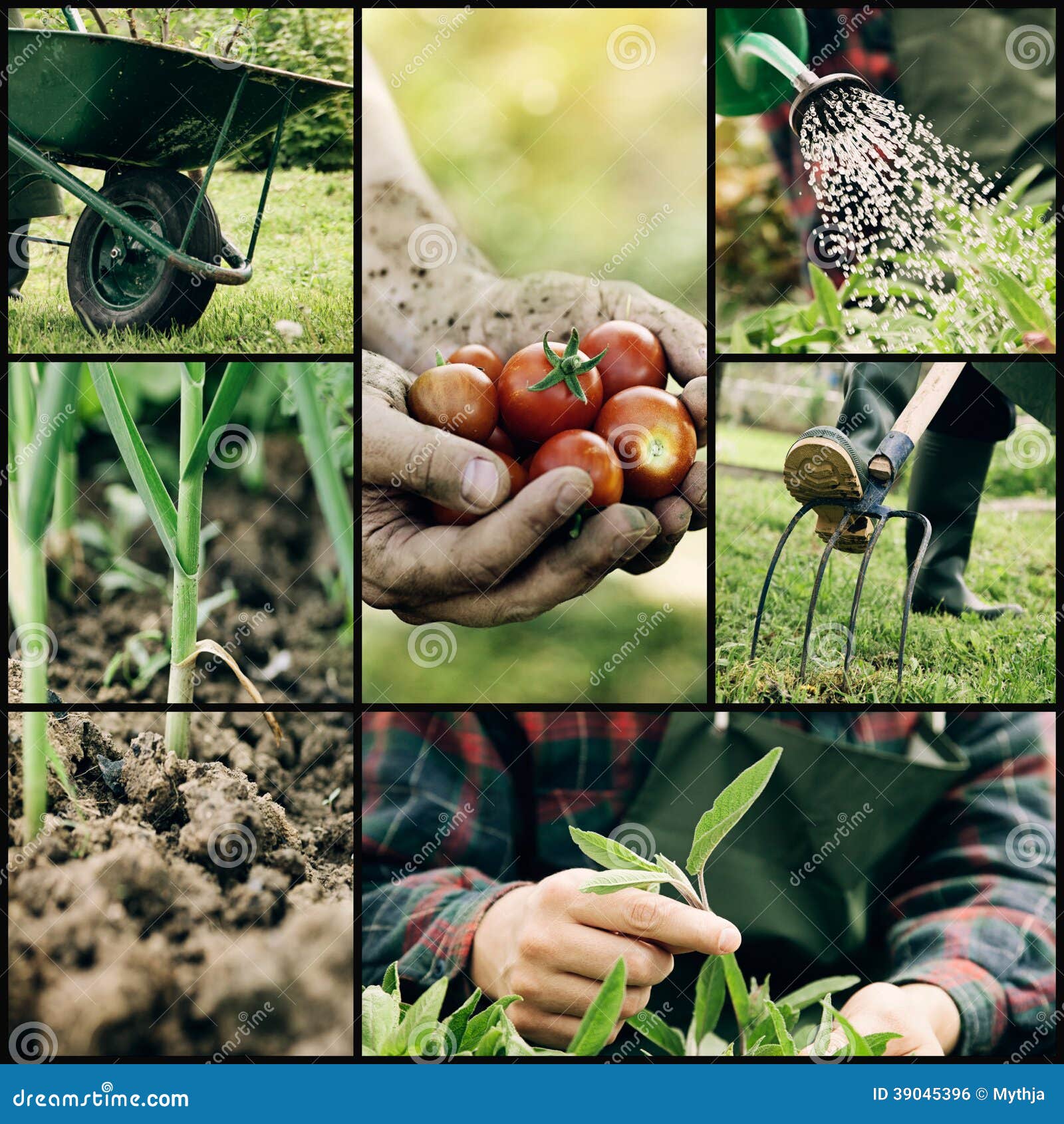 Garden collage stock photo. Image of leaf, agriculture - 39045396