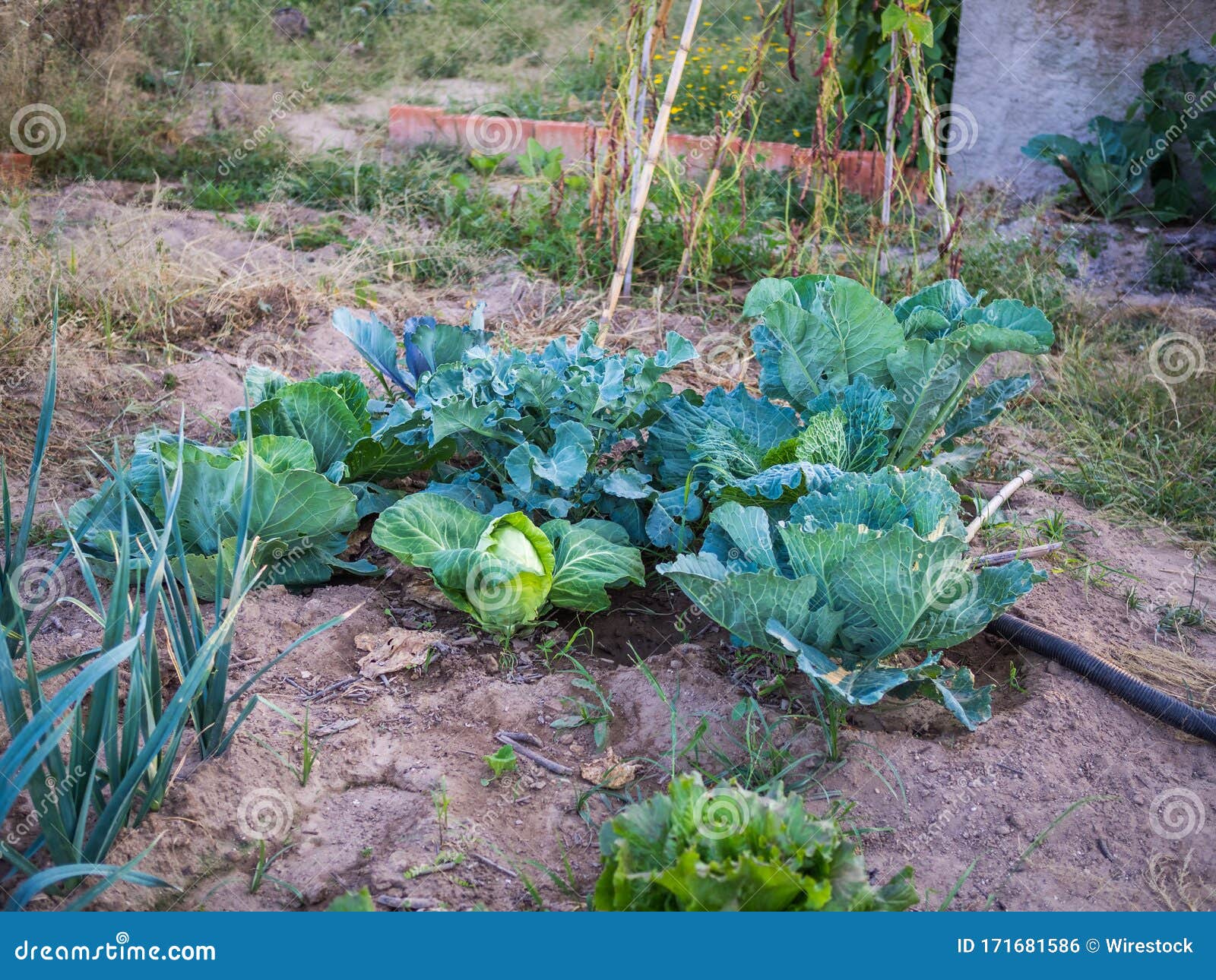 Garden of Collard Greens and Other Vegetables during Daytime Stock ...