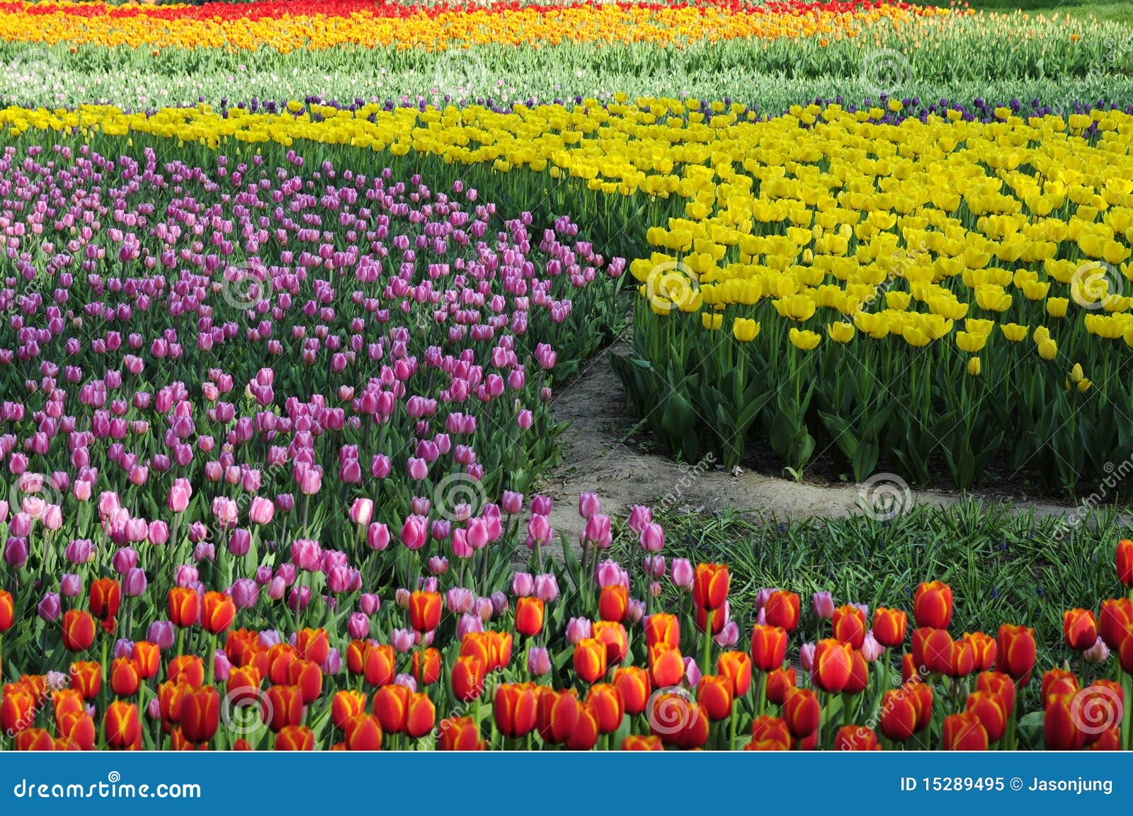 Garden Color with Blooming Flower Stock Image - Image of blooming ...