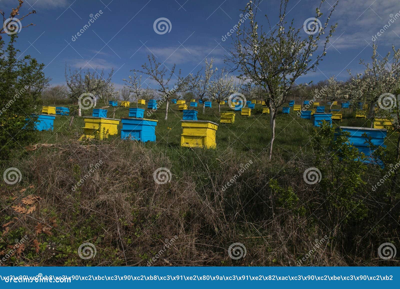 Garden with Colorful Beehives Stock Photo - Image of bees, honeycomb ...