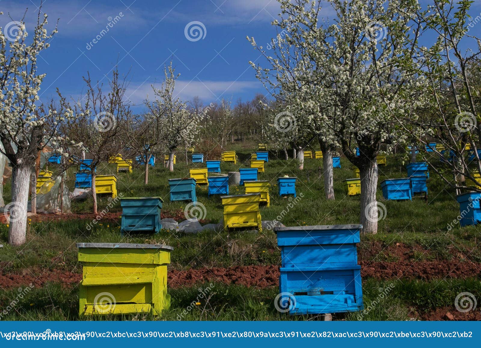 Garden with Colorful Beehives Stock Photo - Image of grass, countryside ...