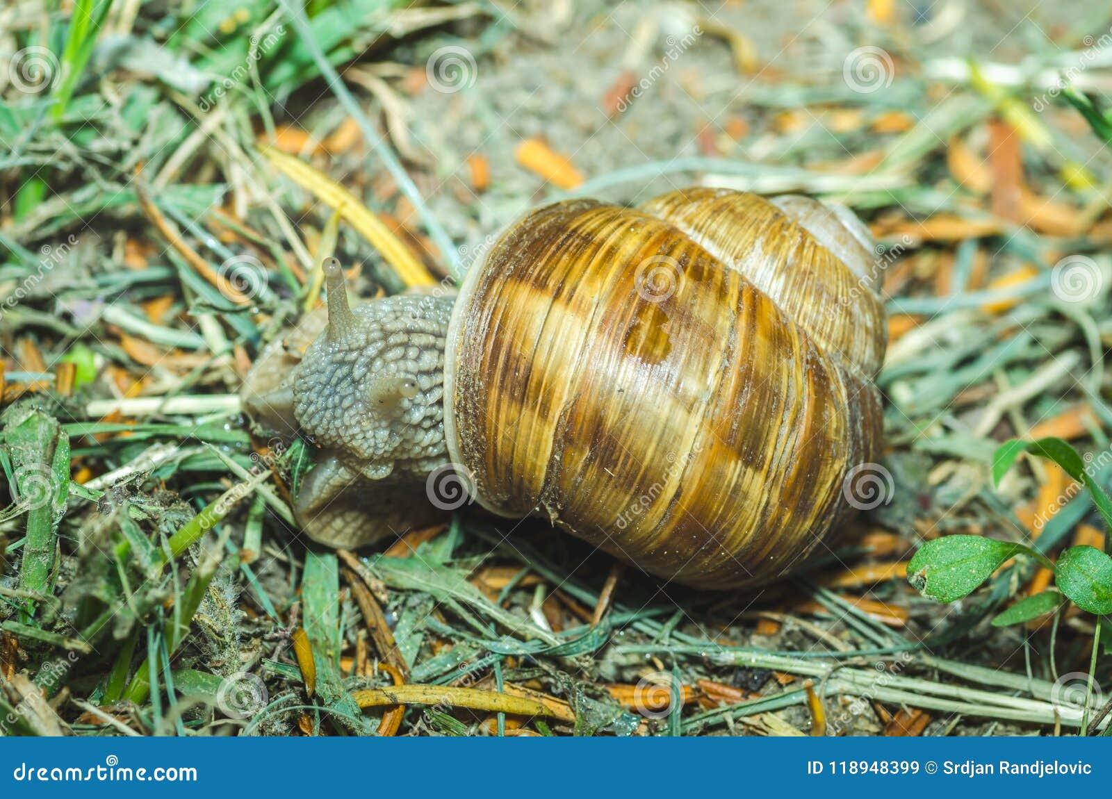 Garden Common Snail in Shell Crawling Over the Green Grass after the ...