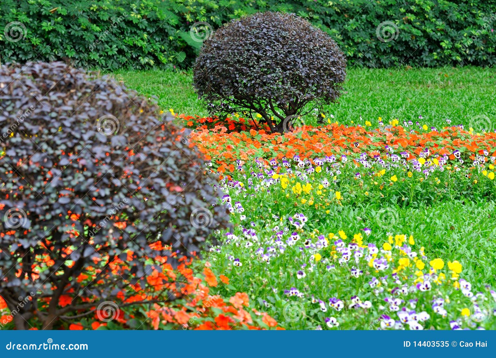Garden Composition, Bush and Flower Cluster Stock Image - Image of ...