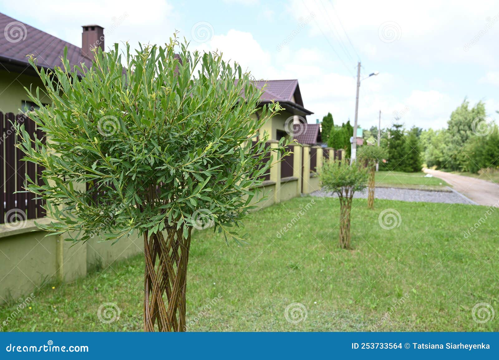 Garden Composition with Willow, Wicker Tree. Willow Palm. Landscapin ...