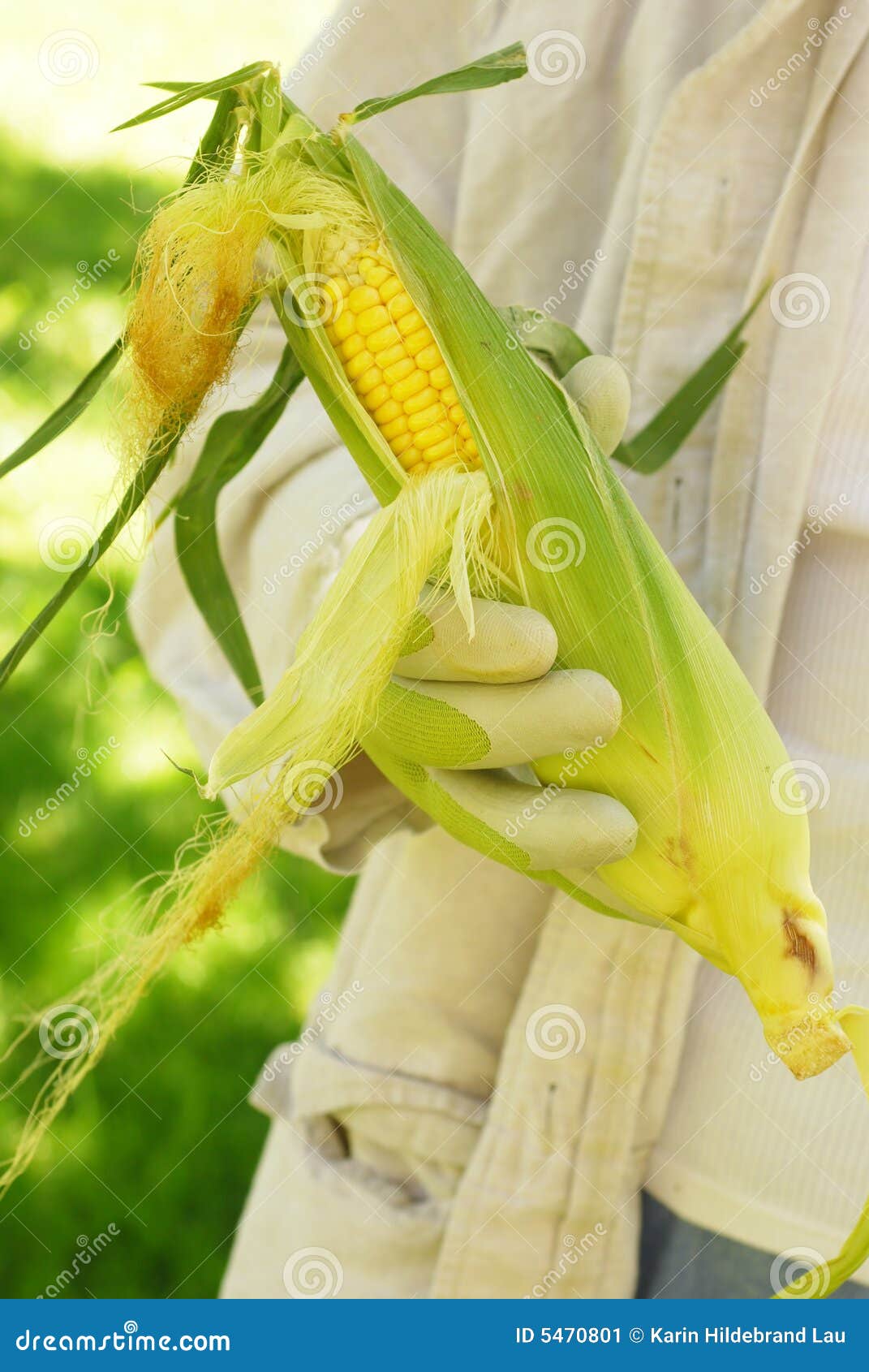 Garden Corn stock image. Image of nutrition, husk, outside - 5470801